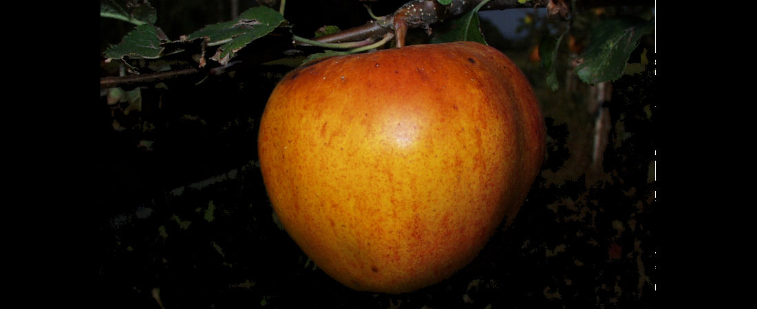 Brasca • antiche Varietà piemontesi