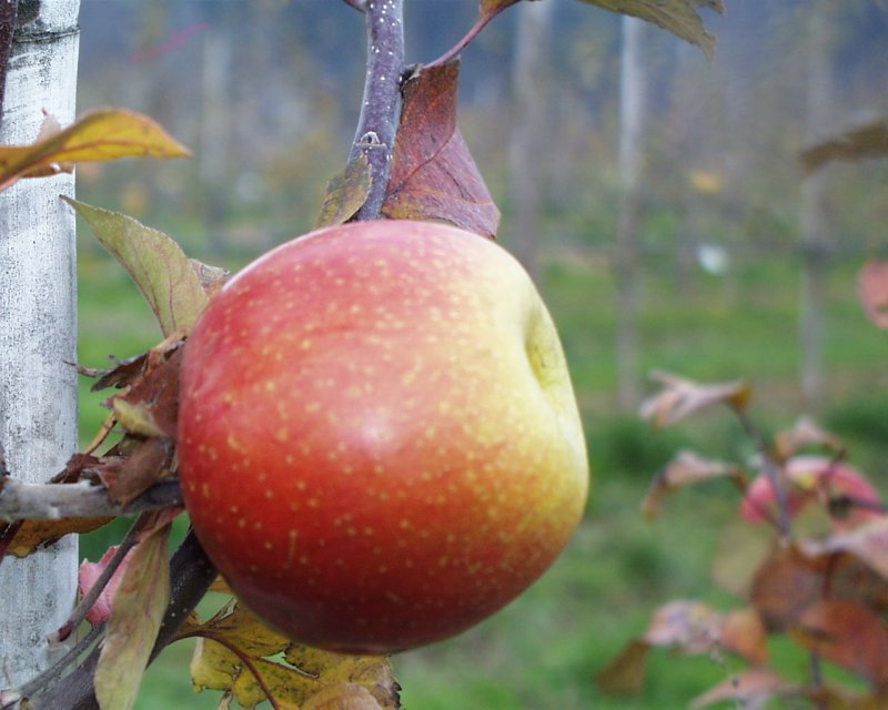 Susin • antiche Varietà piemontesi