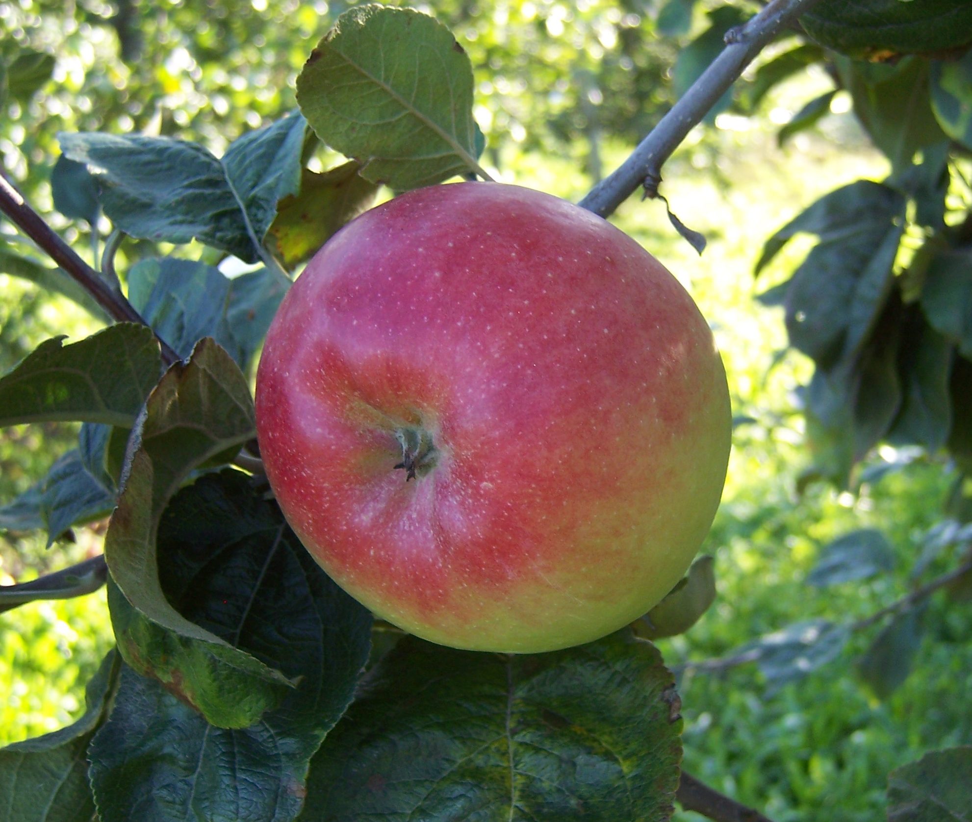 Pom povron • antiche Varietà piemontesi